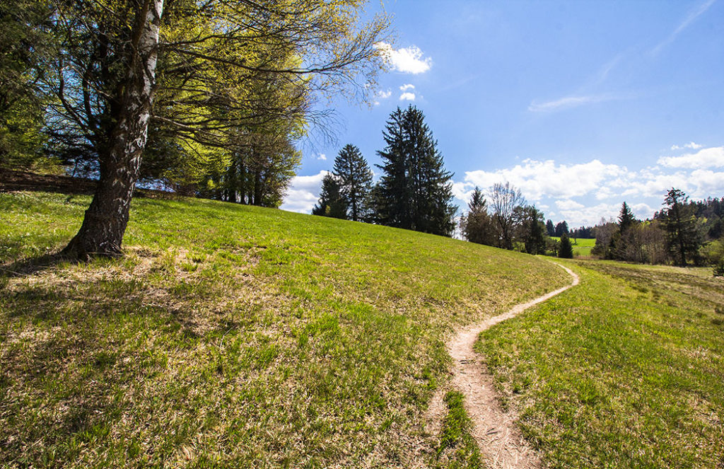 Andechs: Botanische Raritäten im Mesnerbichl bei Erling