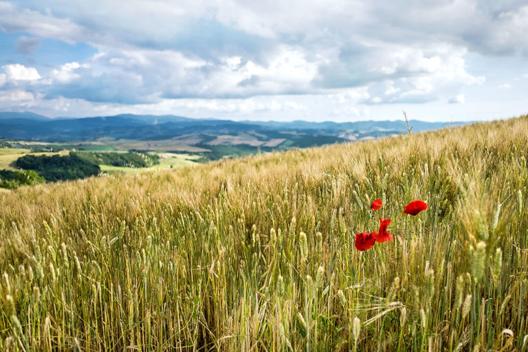 Toskana: Cicero und die etruskische Familie Caecina aus Volterra