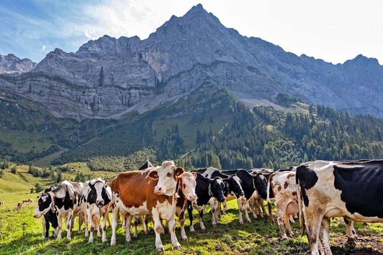 Tirol: Karwendel – Ausflug zum Ahornboden und der Eng Alm
